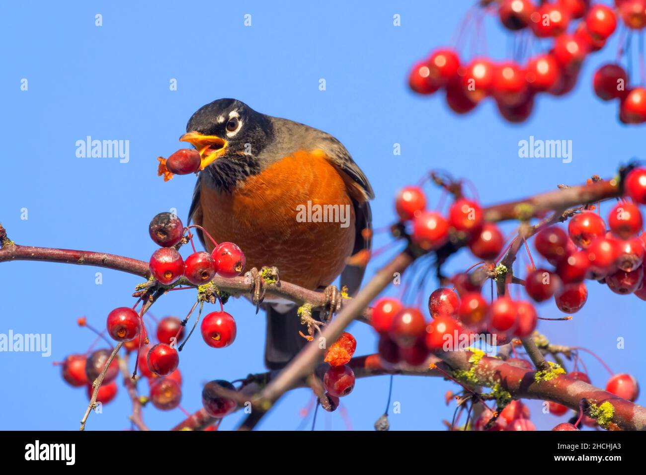 American robin (Turdus migratorius), Keizer, Marion County, Oregon ...