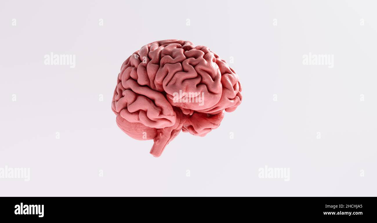 Human brain Anatomical Model Stock Photo - Alamy Human brain Anatomical Model Stock Photo - Alamy