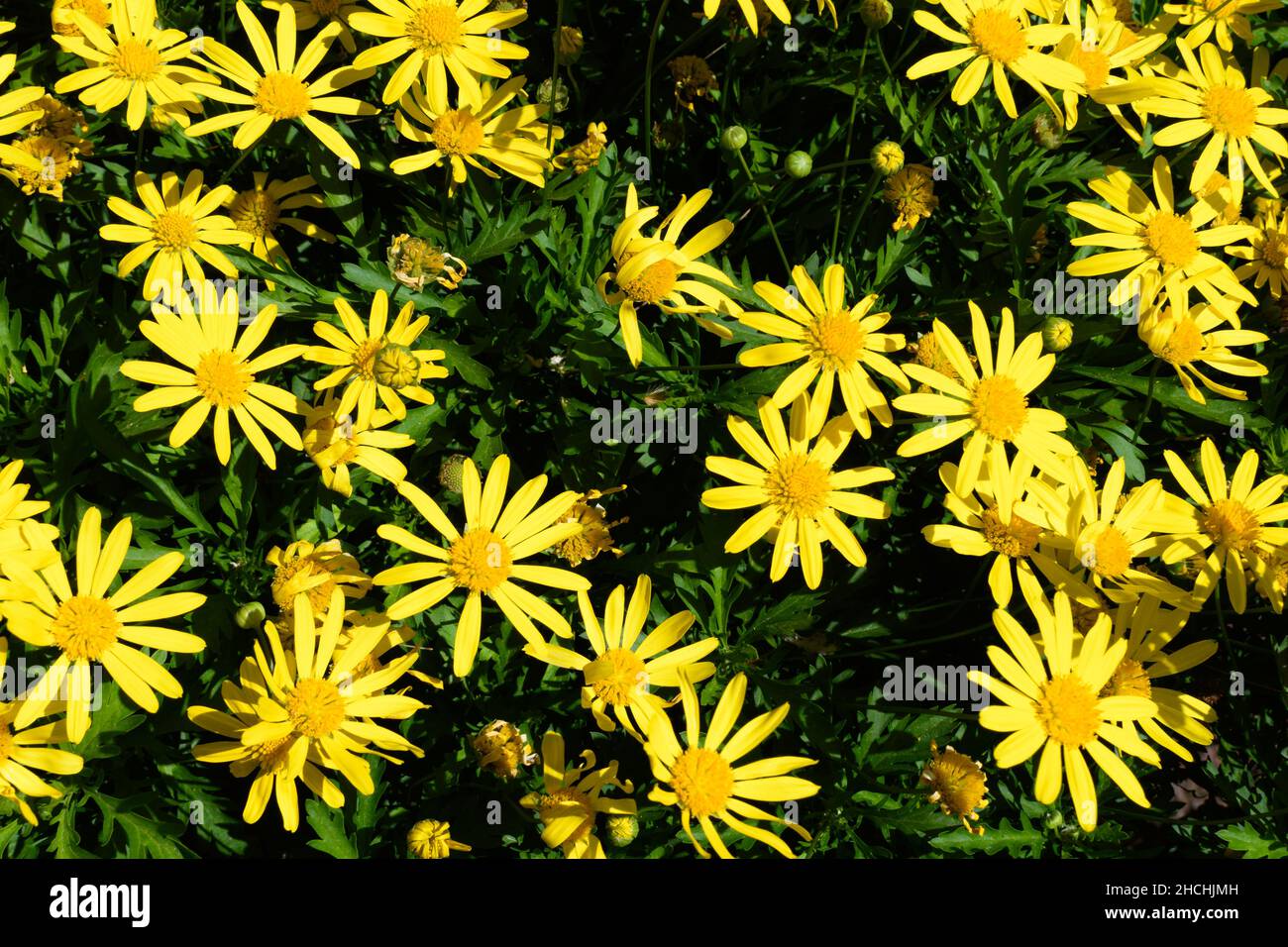 Golden euryops daisy flowers hi-res stock photography and images - Alamy