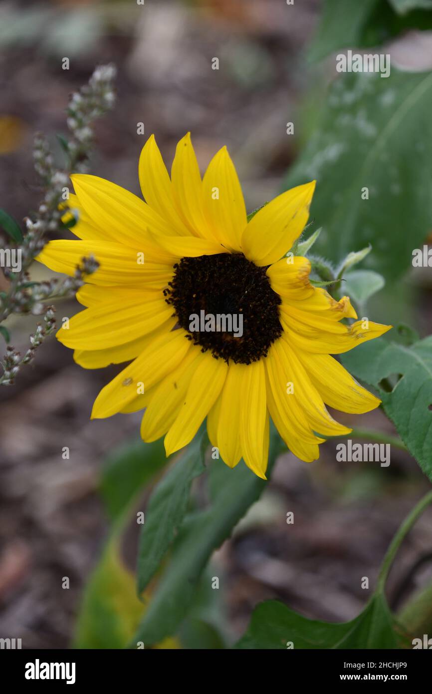 Naturfotogtafie hi-res stock photography and images - Alamy