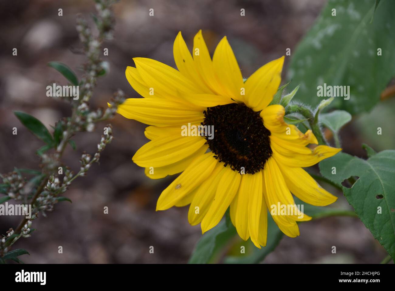 magnificent blooming sunflowers Stock Photo - Alamy