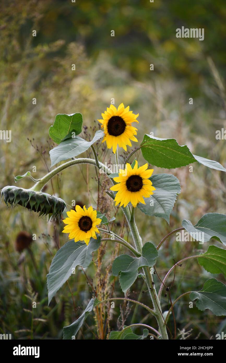 magnificent blooming sunflowers Stock Photo - Alamy