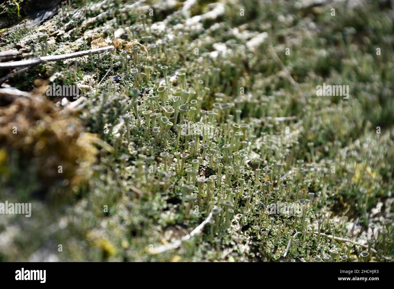 Baum tree hi-res stock photography and images - Alamy