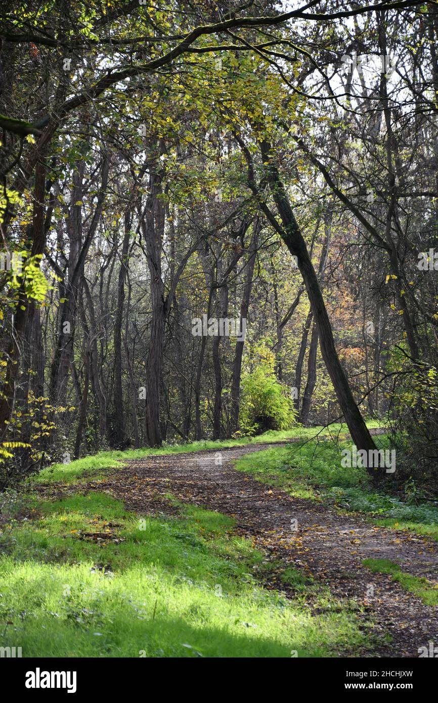 Idyllic forest hi-res stock photography and images - Alamy
