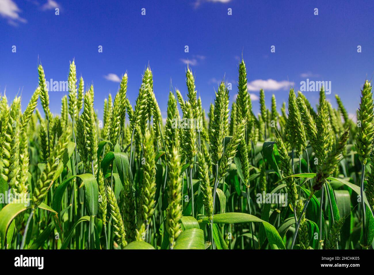 Agricultural field on which grow immature young cereals, wheat. Blue ...