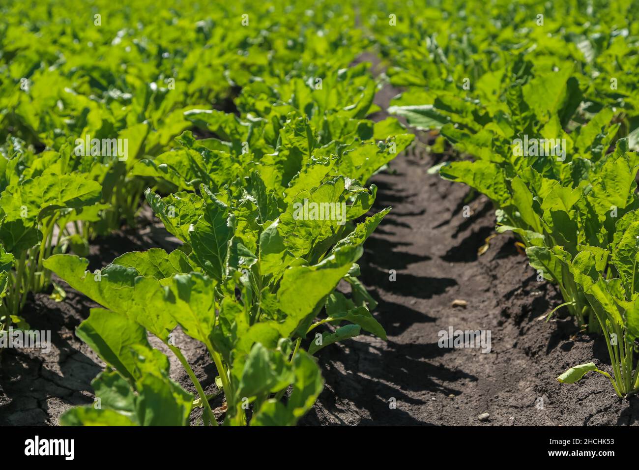 Rows young sugar beets hi-res stock photography and images - Alamy