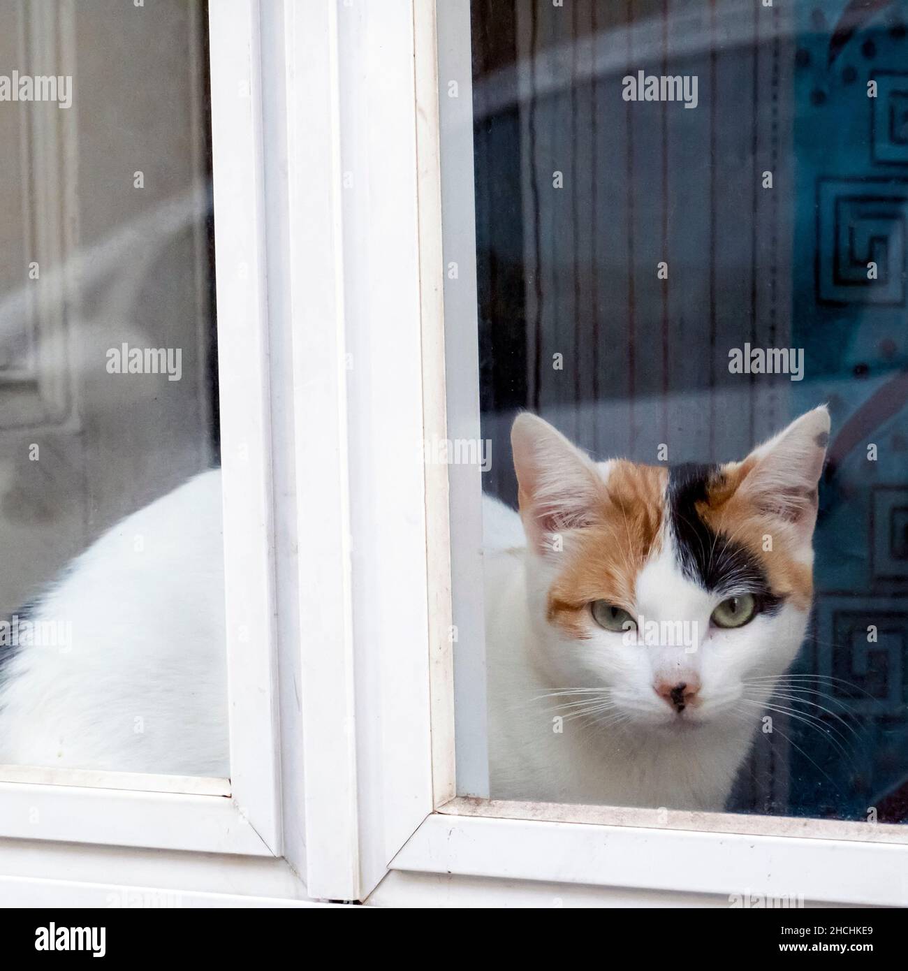 Alone cat watches the street from a window Stock Photo - Alamy