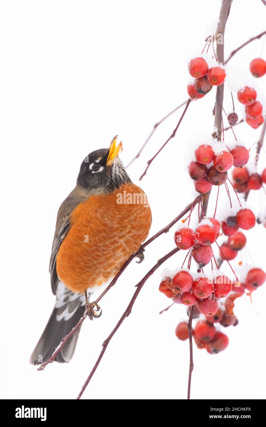 American crabapple Cut Out Stock Images & Pictures - Alamy