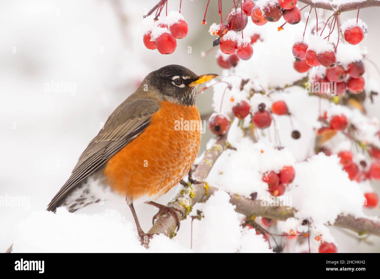 American robin (Turdus migratorius), Keizer, Marion County, Oregon ...