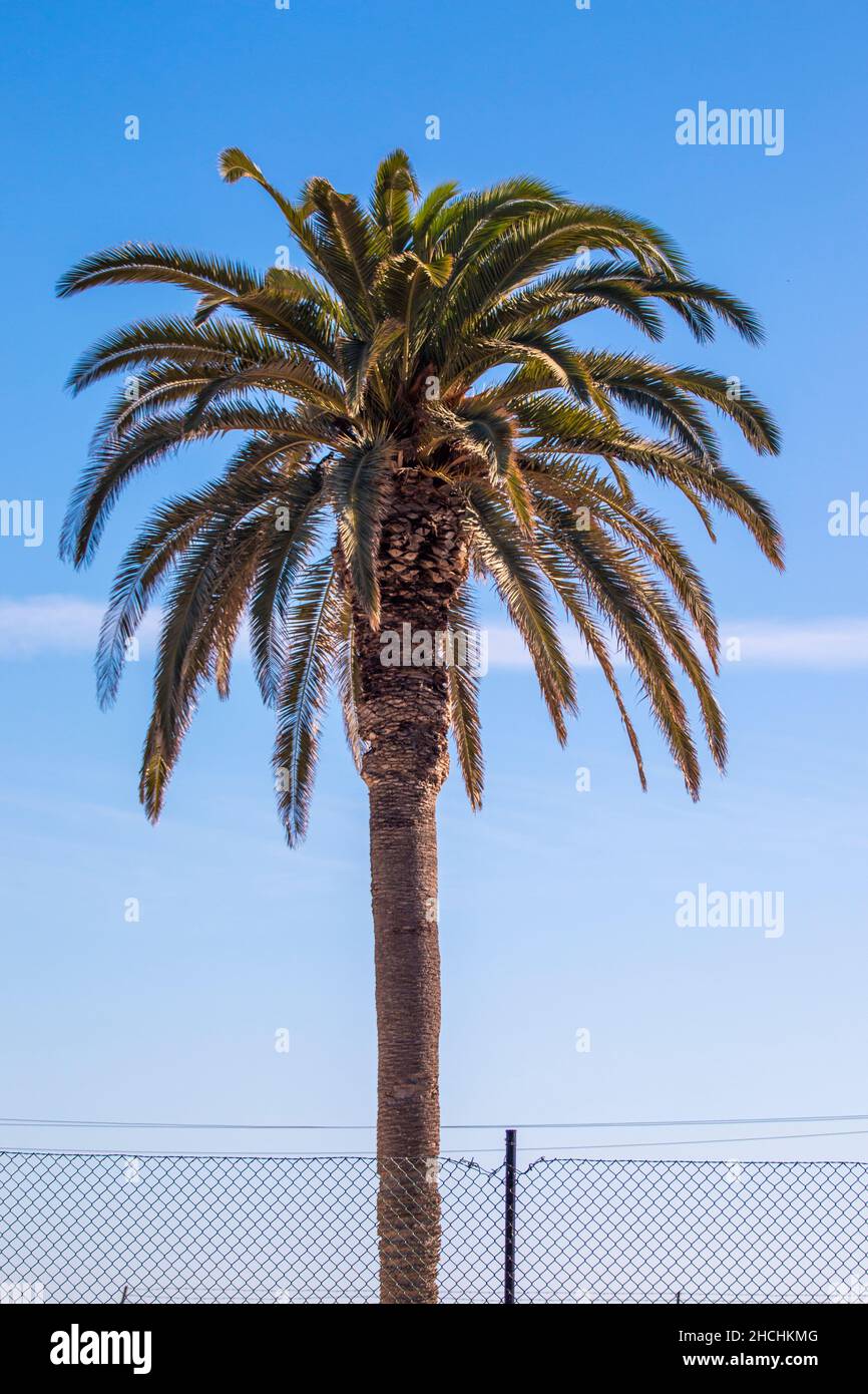 Close view of a Phoenix dactylifera date palm tree with fence over a ...