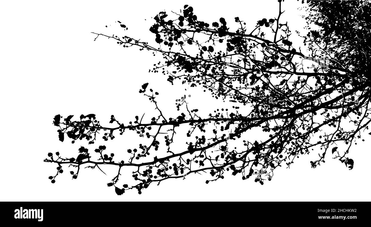 The branches of the tree monochrome background. Vector illustration ...