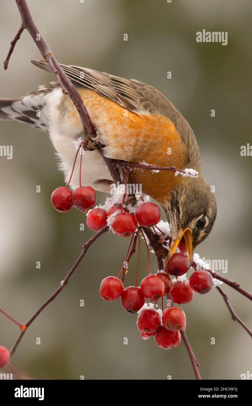 Robin and fruit hi-res stock photography and images - Alamy