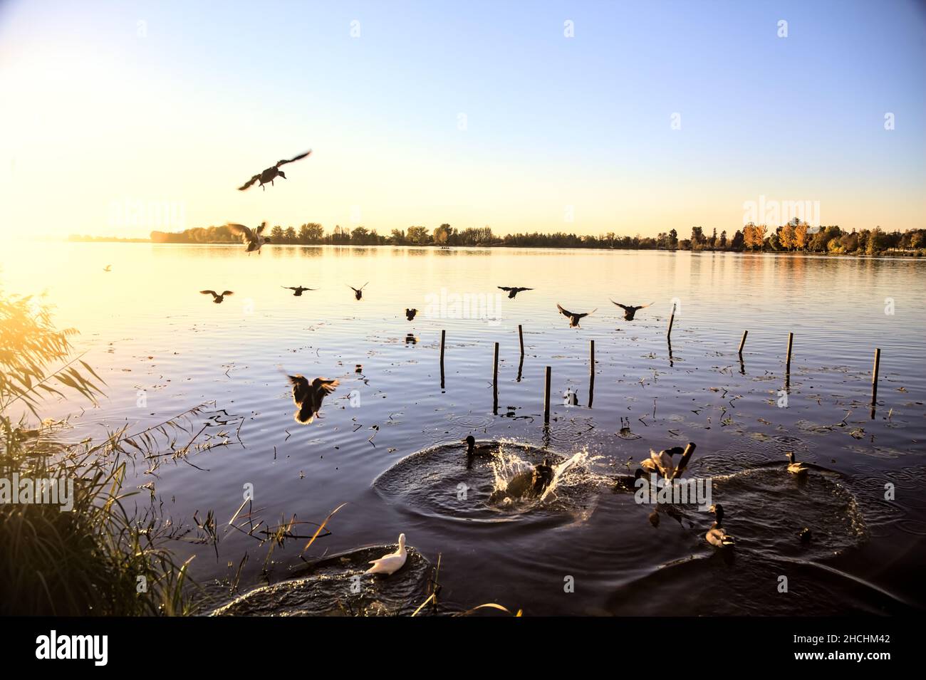 Shore of a river at sunset with mooring poles Stock Photo - Alamy