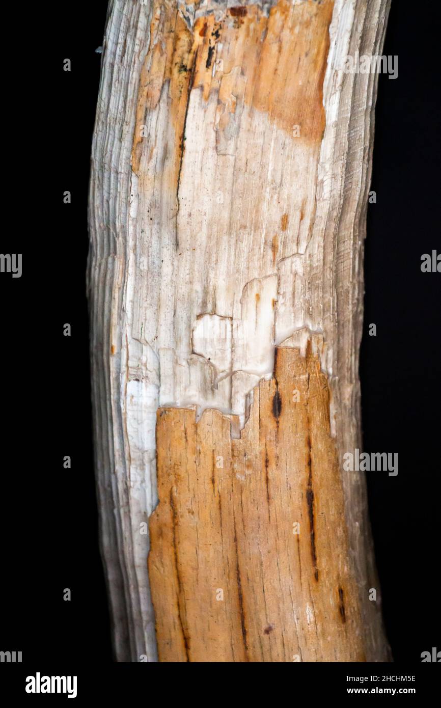 Tusk display hi-res stock photography and images - Alamy