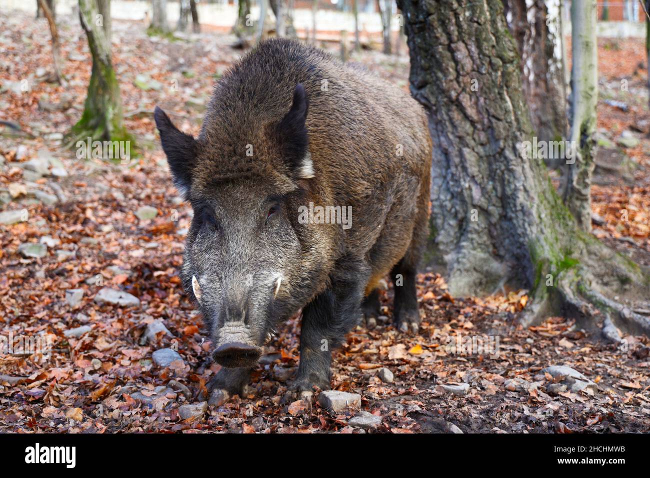 Central european boar hi-res stock photography and images - Alamy