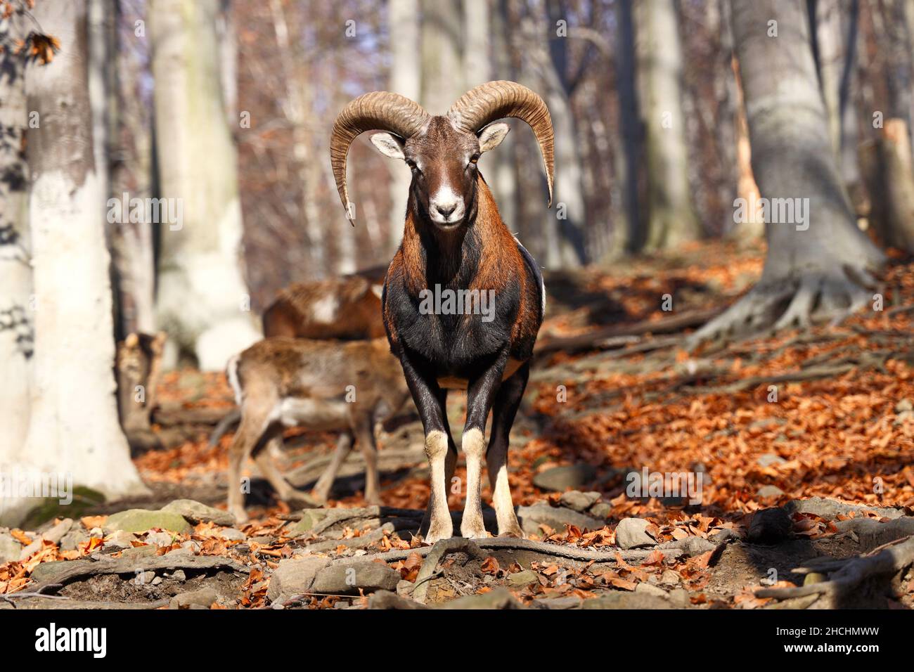 Mouflon deer hi-res stock photography and images - Alamy