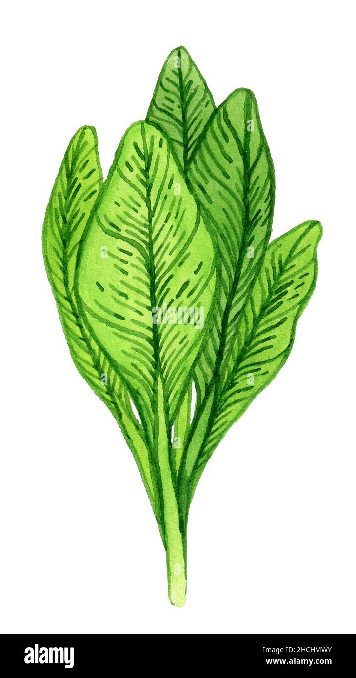 Spinach watercolor organic vegetarian food nature colorful Stock Photo ...