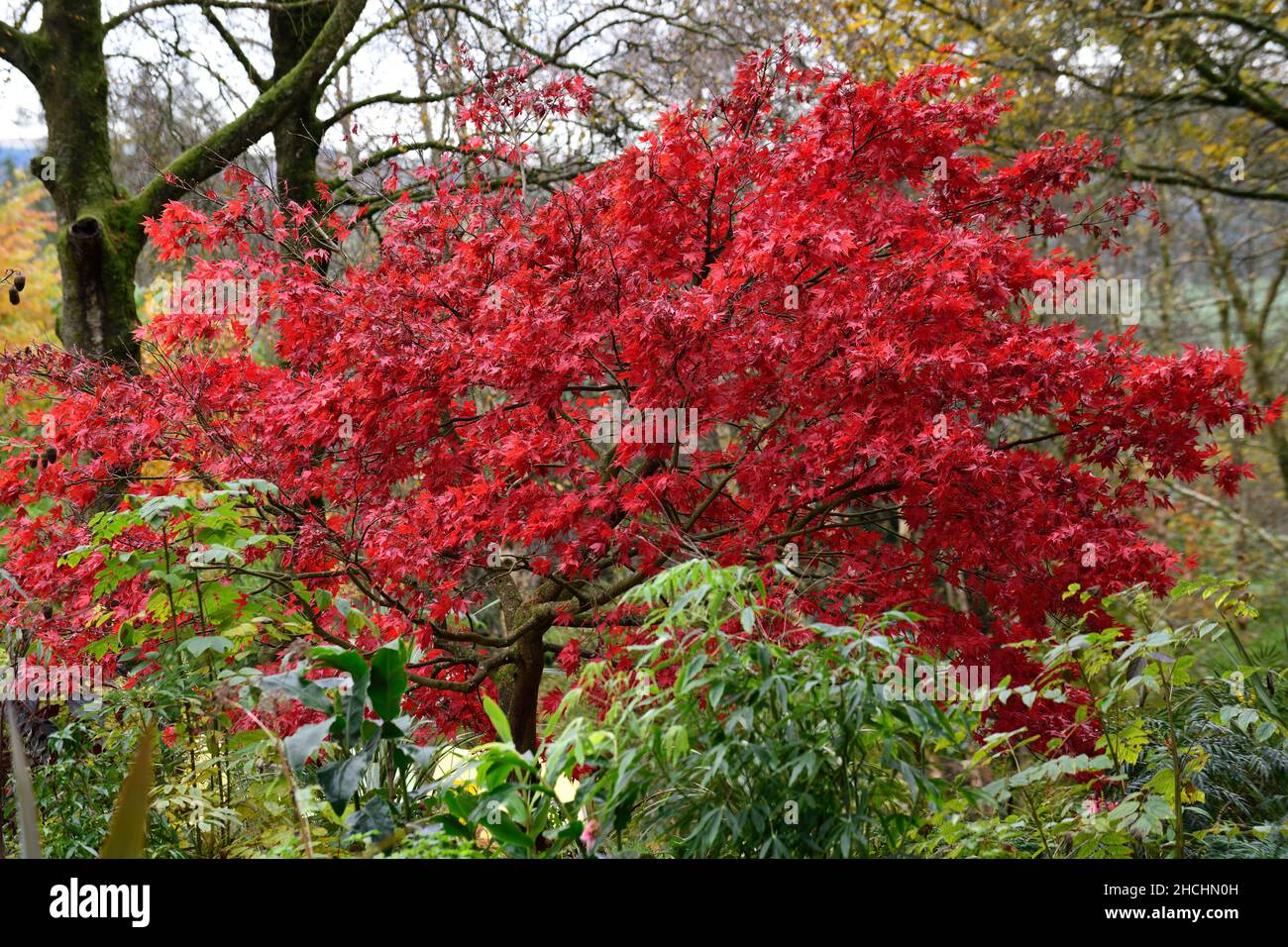 Acer palmatum Osakazuki,Japanese maple,japanese maples, red leaves,red ...