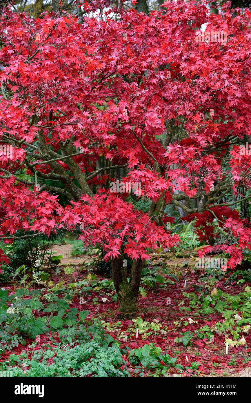 Acer palmatum Osakazuki,Japanese maple,japanese maples, red leaves,red ...