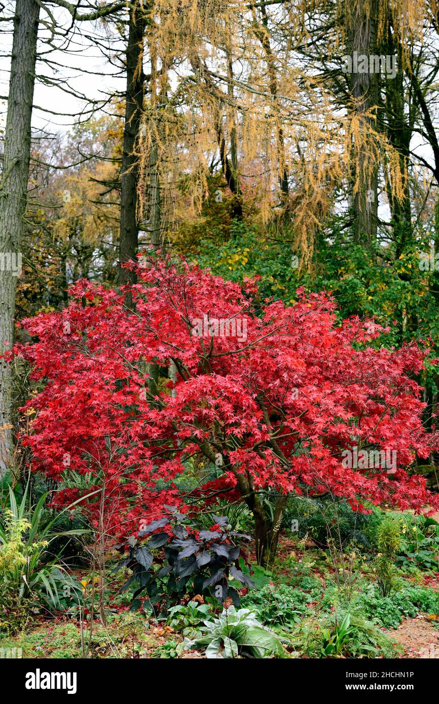 Acer palmatum Osakazuki,Japanese maple,japanese maples, red leaves,red ...
