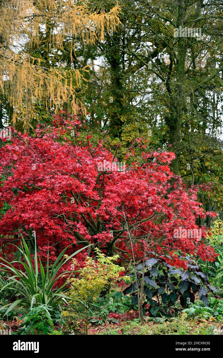 Acer palmatum Osakazuki,Japanese maple,japanese maples, red leaves,red ...