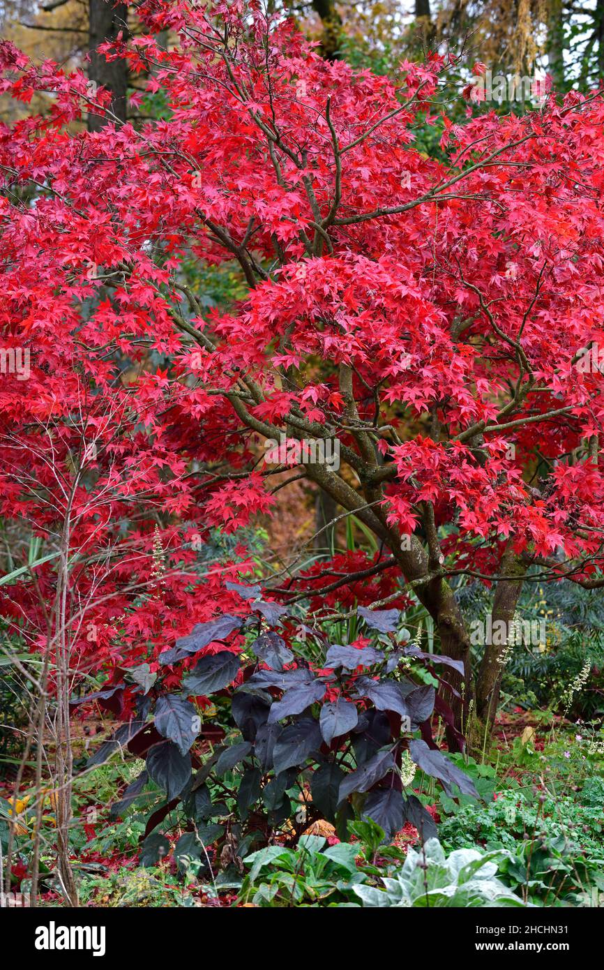 Acer palmatum Osakazuki,Japanese maple,japanese maples, red leaves,red ...