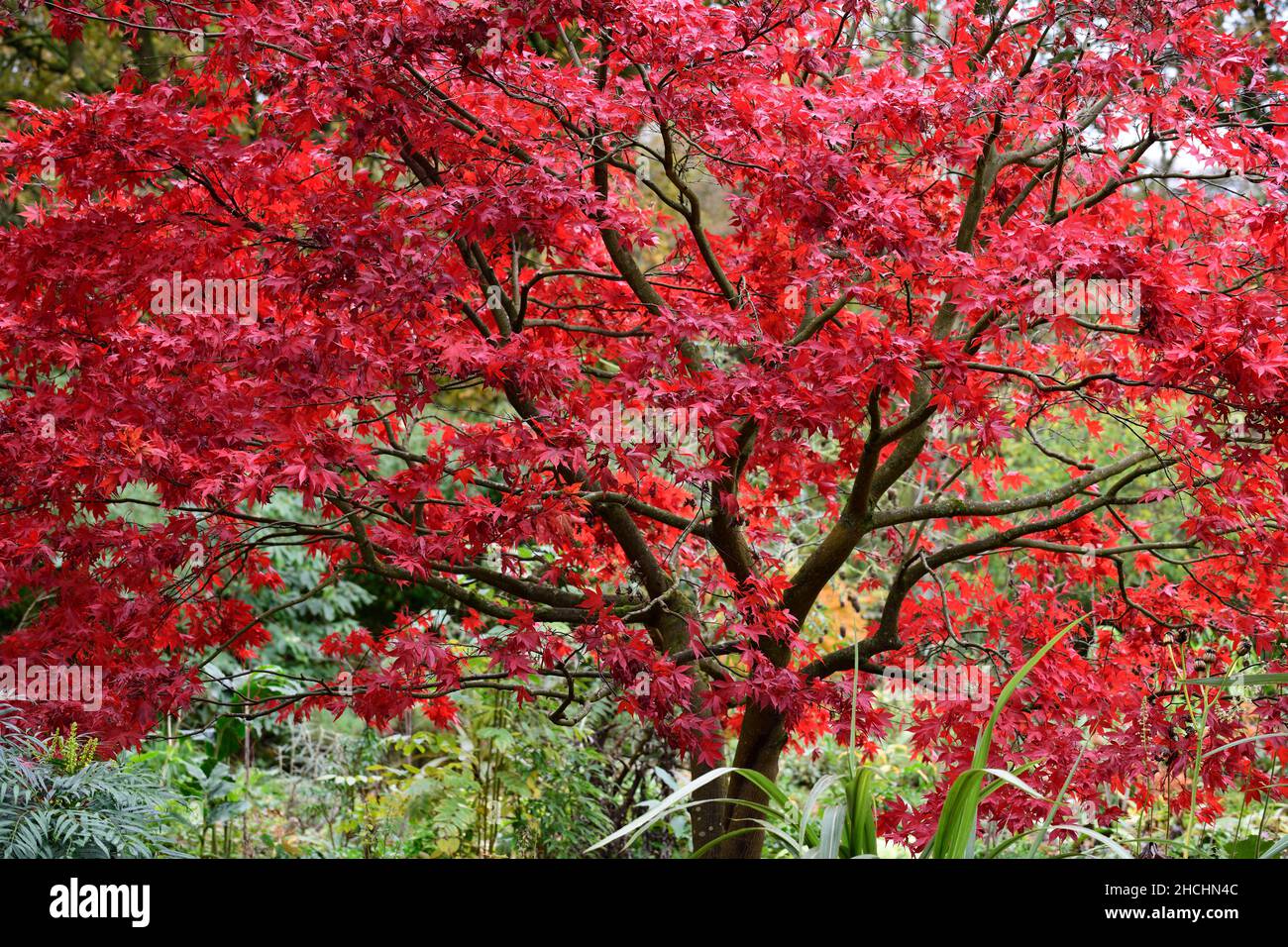 Acer palmatum Osakazuki,Japanese maple,japanese maples, red leaves,red ...