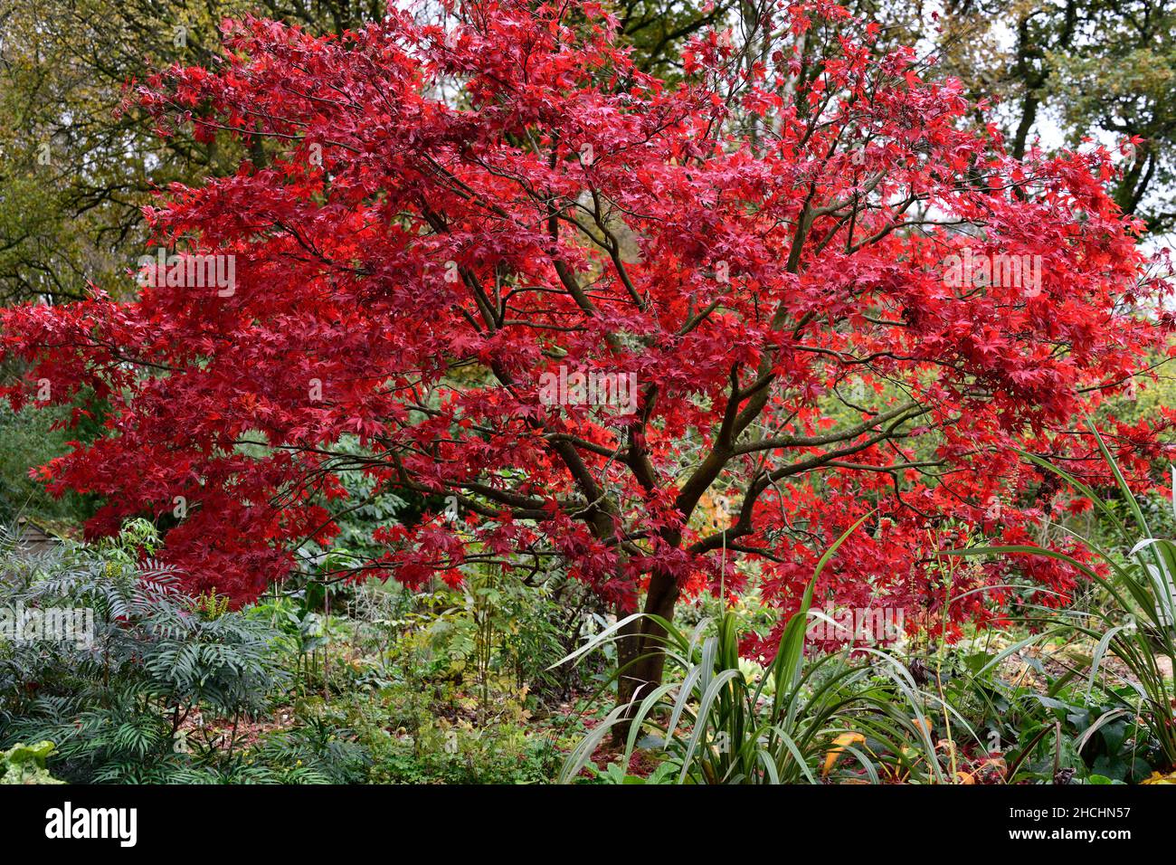 Acer palmatum Osakazuki,Japanese maple,japanese maples, red leaves,red ...