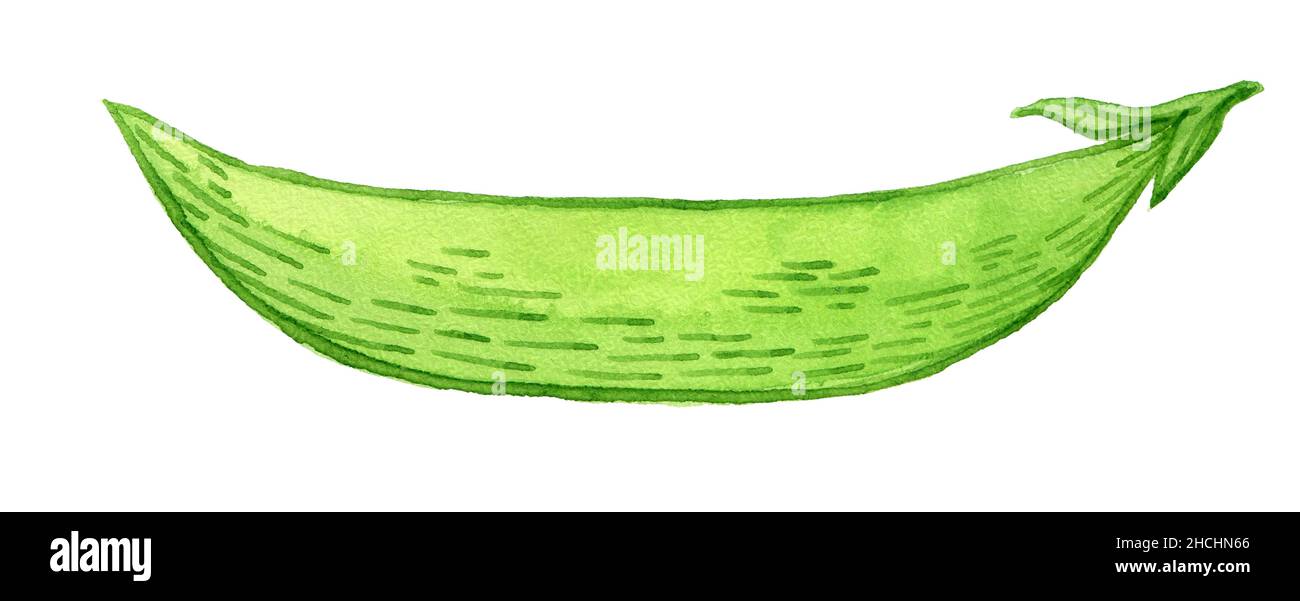 Pea pod. Hand drawn watercolor painting on white background ...