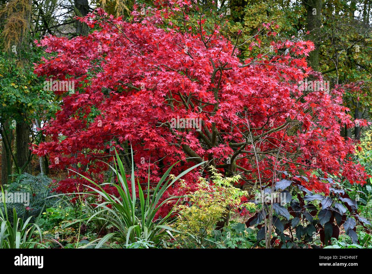 Acer palmatum Osakazuki,Japanese maple,japanese maples, red leaves,red ...