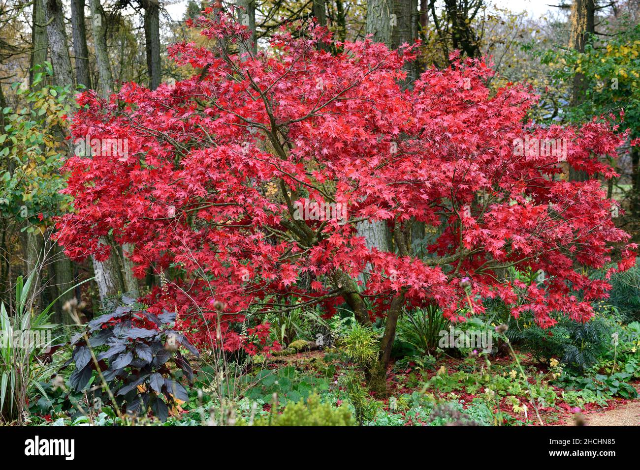 Acer palmatum Osakazuki,Japanese maple,japanese maples, red leaves,red ...
