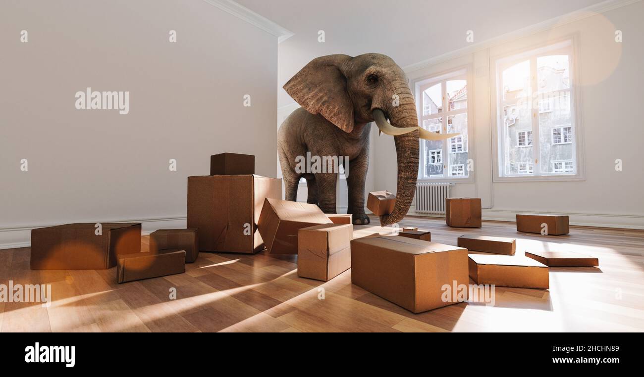 elephant with moving boxes when moving in the room as a funny space ...