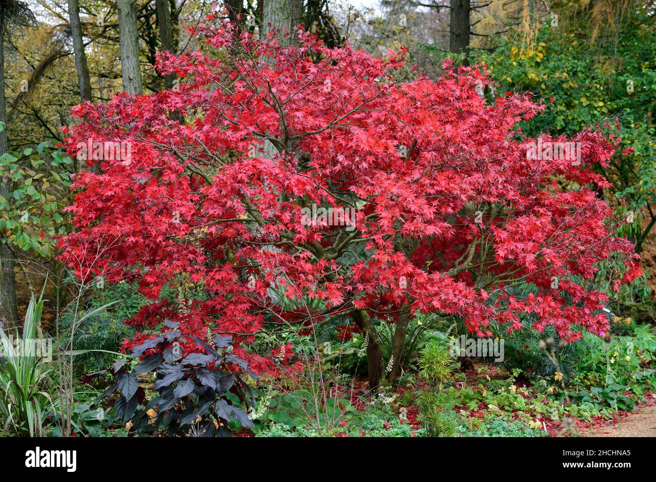 Acer palmatum Osakazuki,Japanese maple,japanese maples, red leaves,red ...