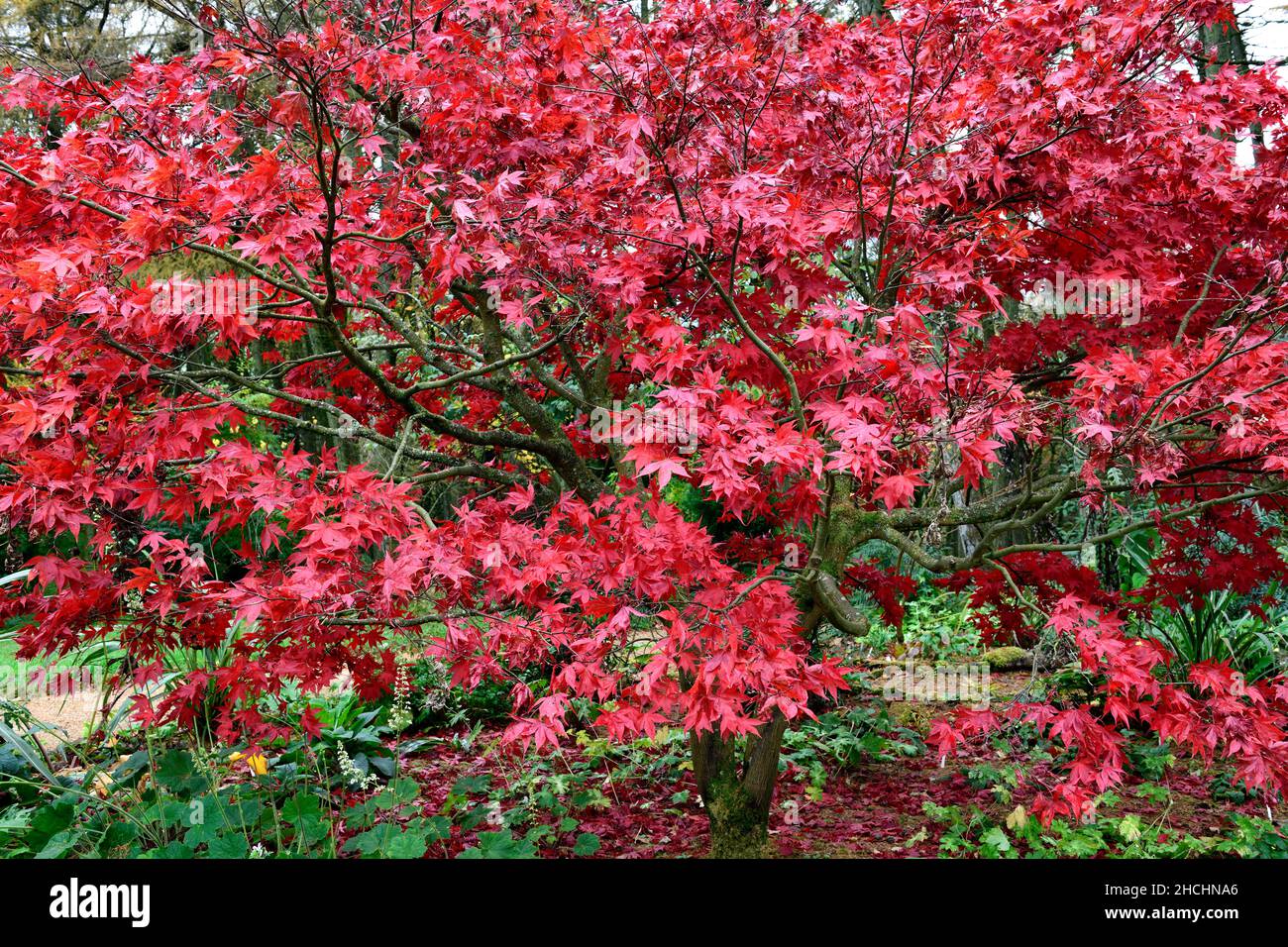 Japanese maples hi-res stock photography and images - Alamy