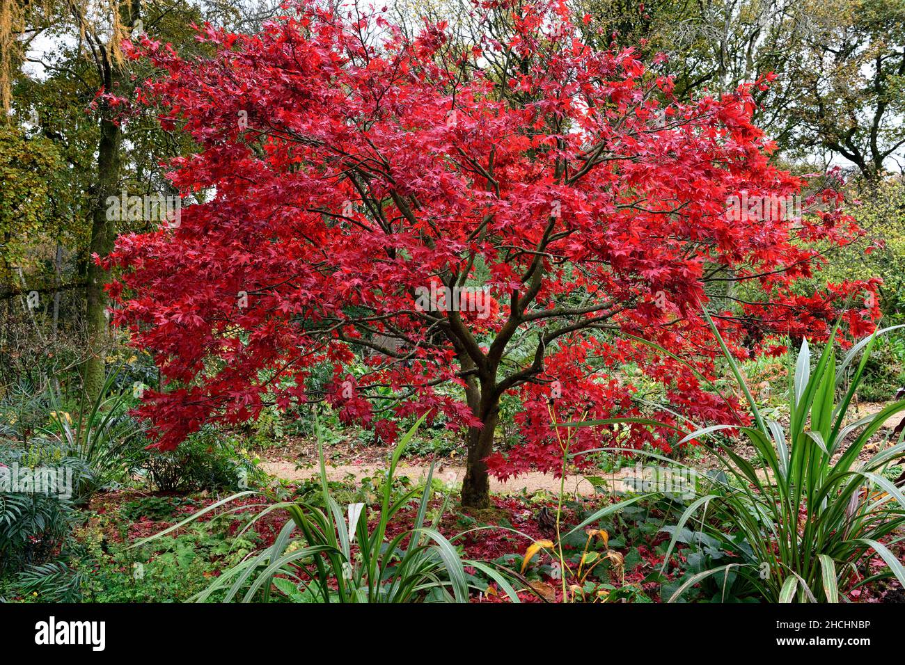 Acer palmatum Osakazuki,Japanese maple,japanese maples, red leaves,red ...