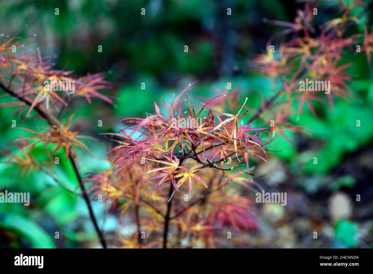 acer palmatum red pygmy,acer palmatum linearilobum red pygmy, leaves ...
