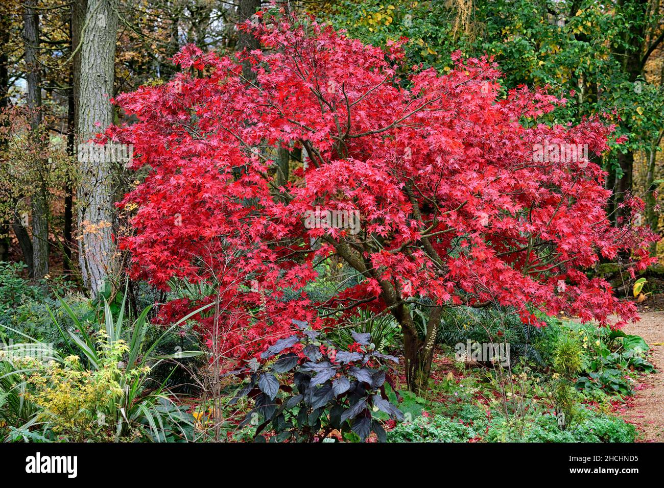 Acer palmatum Osakazuki,Japanese maple,japanese maples, red leaves,red ...