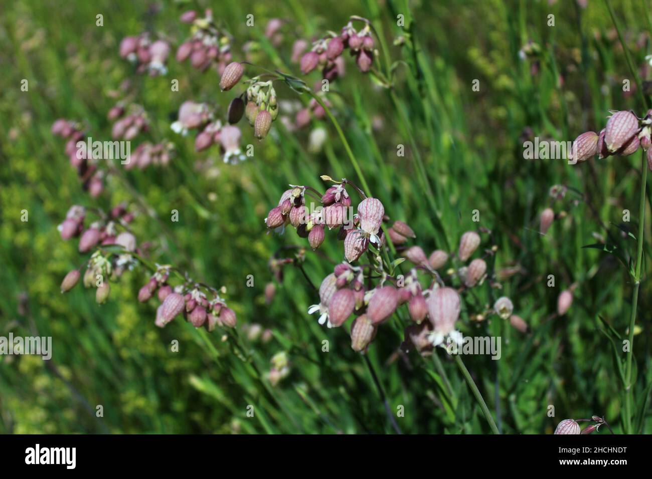 Rattleweed hi-res stock photography and images - Alamy