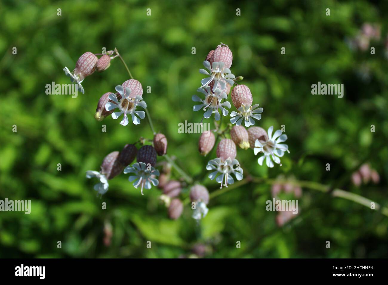 Rattleweed hi-res stock photography and images - Alamy
