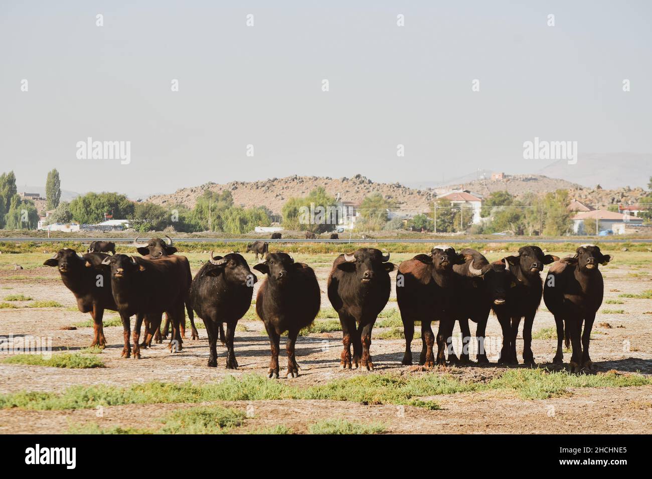 Buffalo stand hi-res stock photography and images - Alamy