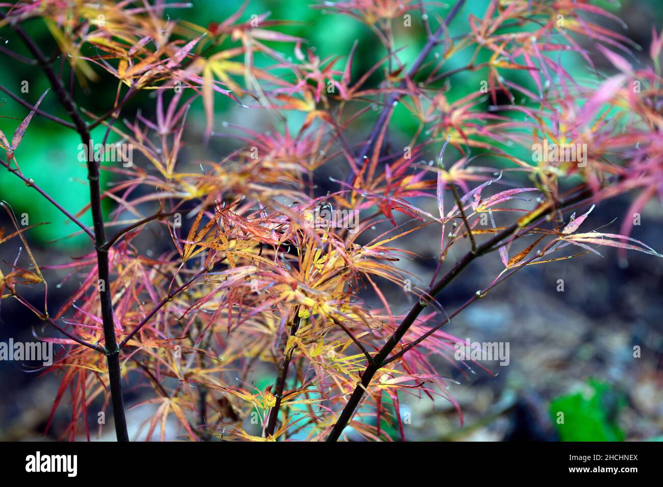 acer palmatum red pygmy,acer palmatum linearilobum red pygmy, leaves ...