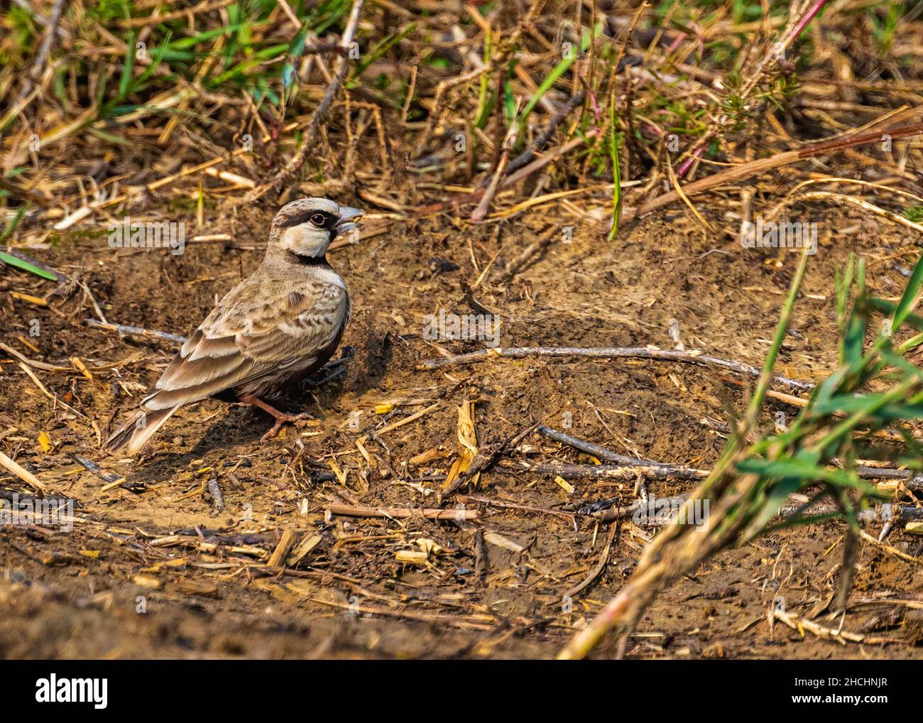 Ashy Crowned sparrow Lark sitting on ground searching nest material ...