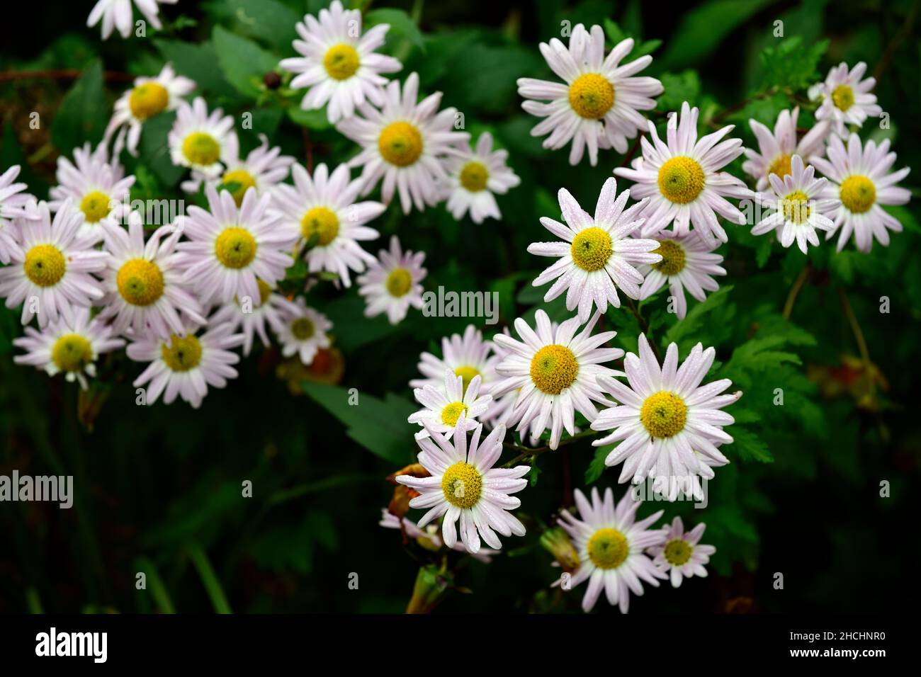 nipponanthemum nipponicum, nippon daisy,daisies,off white flowers,pale ...