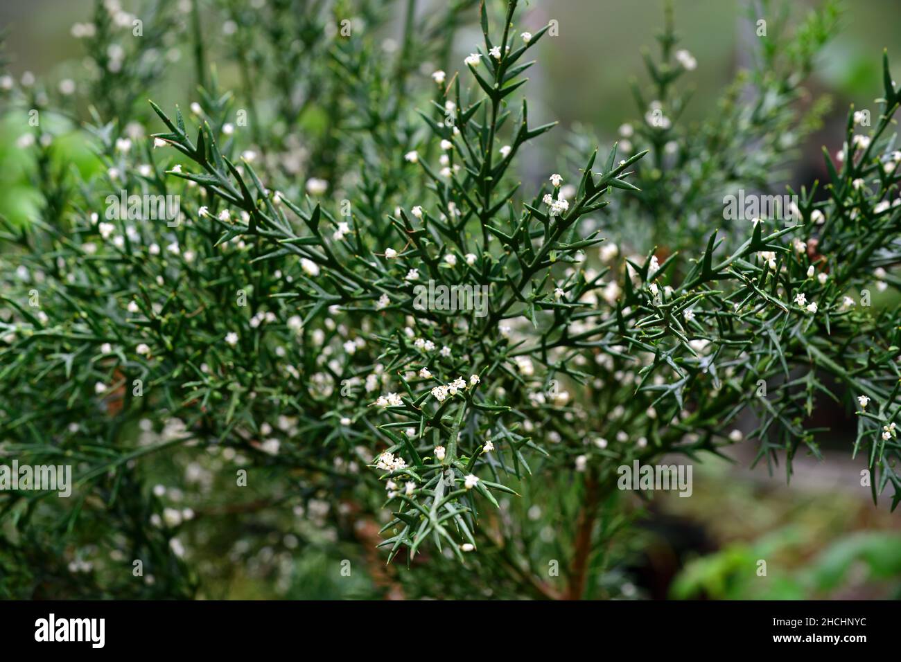 Plant of thor hi-res stock photography and images - Alamy