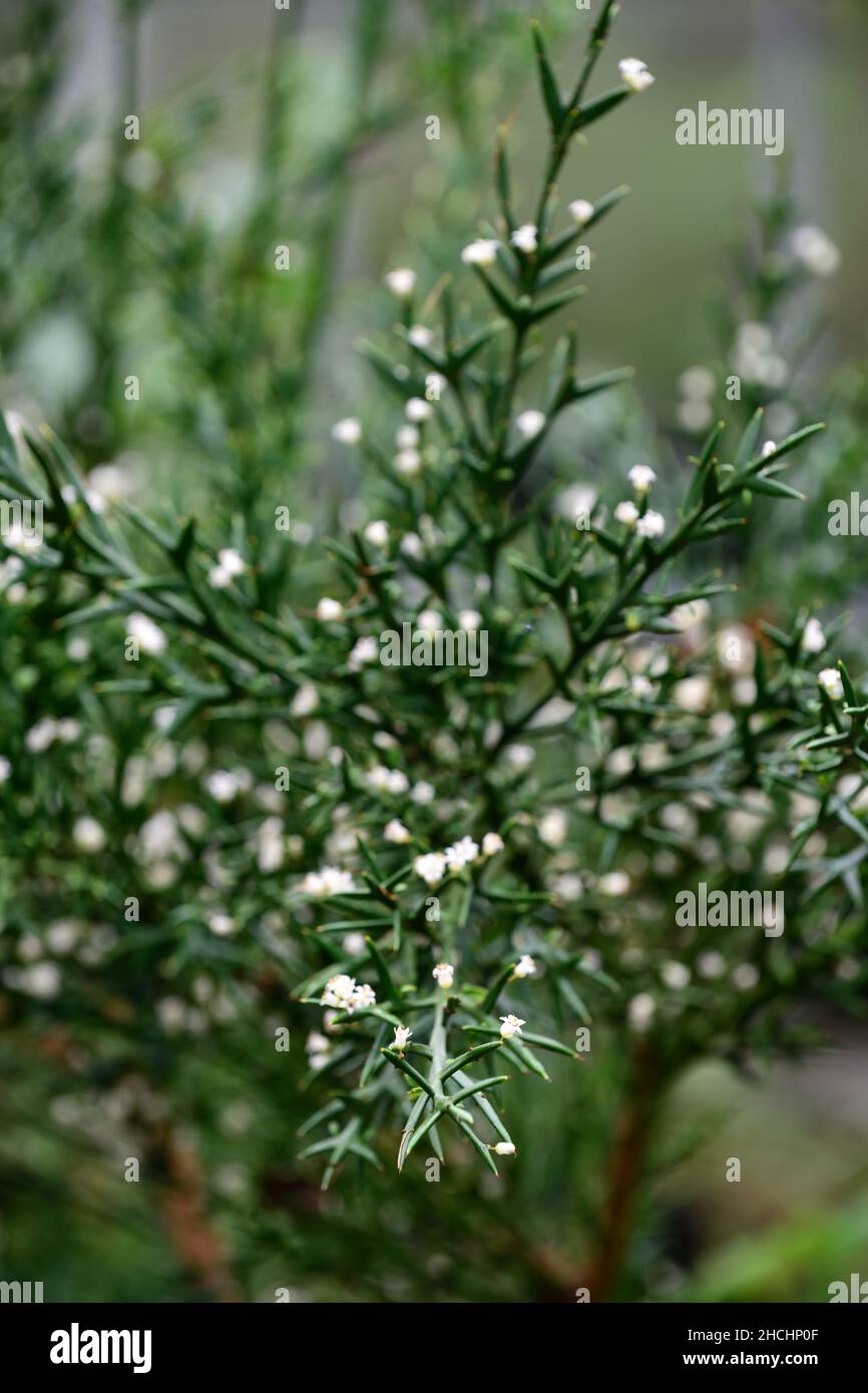 Plant of thor hi-res stock photography and images - Alamy