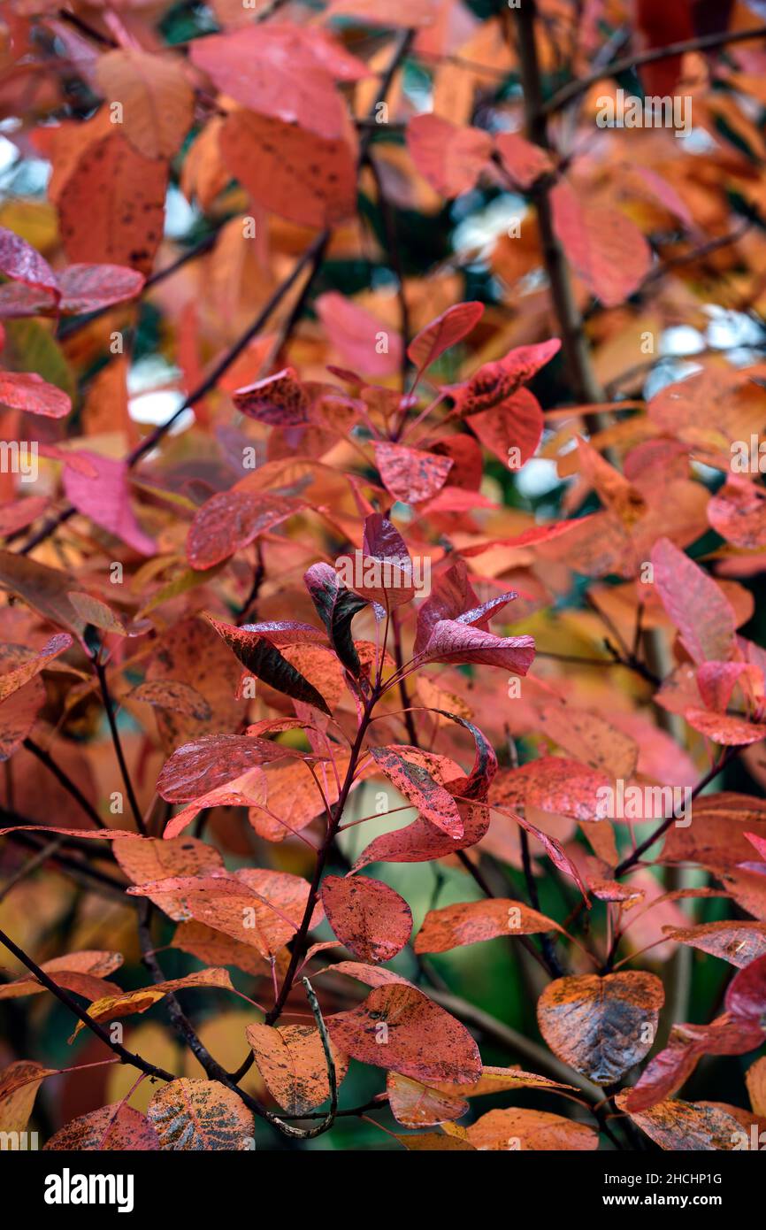 Cotinus coggygria Old Fashioned,Smoke bush Old Fashioned,autumn colour ...