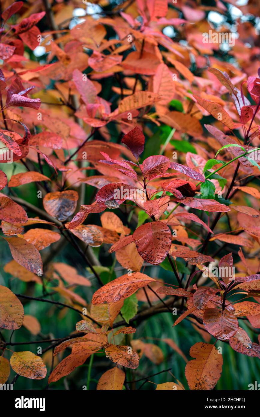 Cotinus coggygria Old Fashioned,Smoke bush Old Fashioned,autumn colour ...