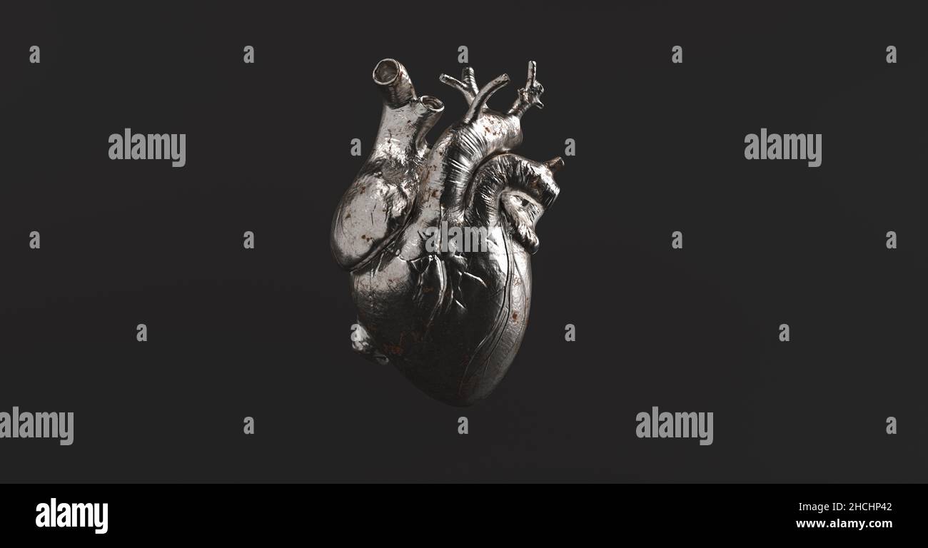 Silver Anatomical Heart. Anatomy and medicine concept image Stock Photo ...