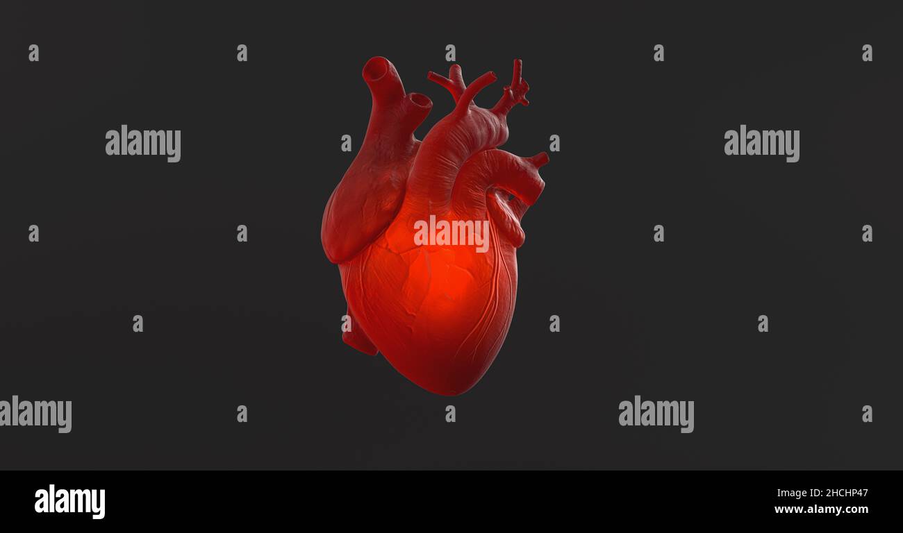 Organic Anatomical human Heart beat with glow inside. Anatomy and ...