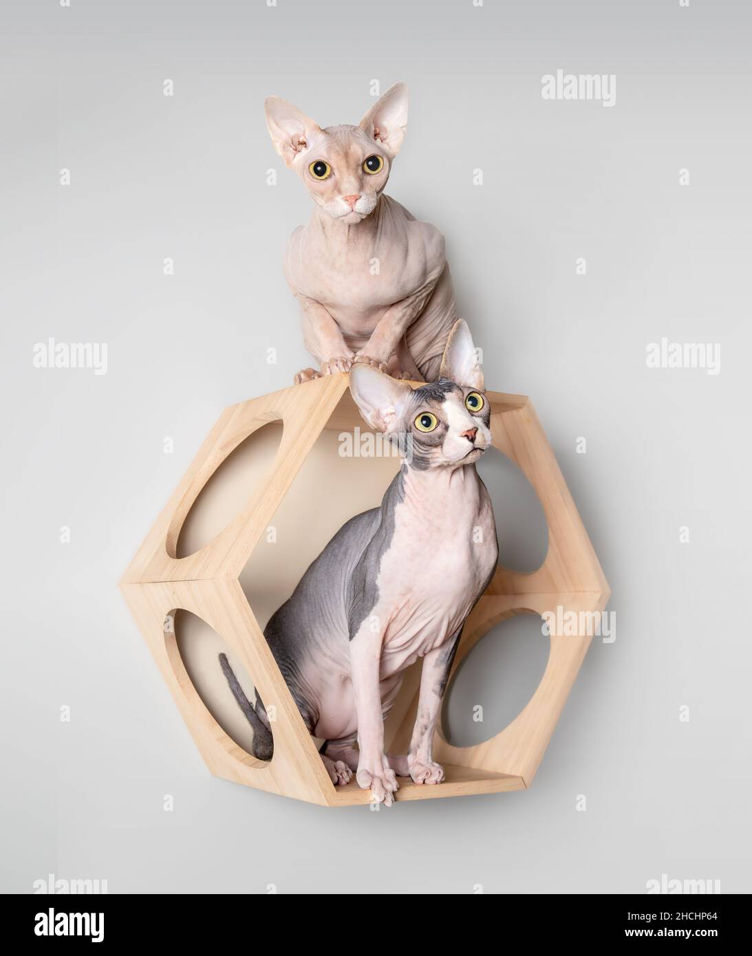 Two bonded sphynx cats sitting on floating cat climbing system. Solid ...